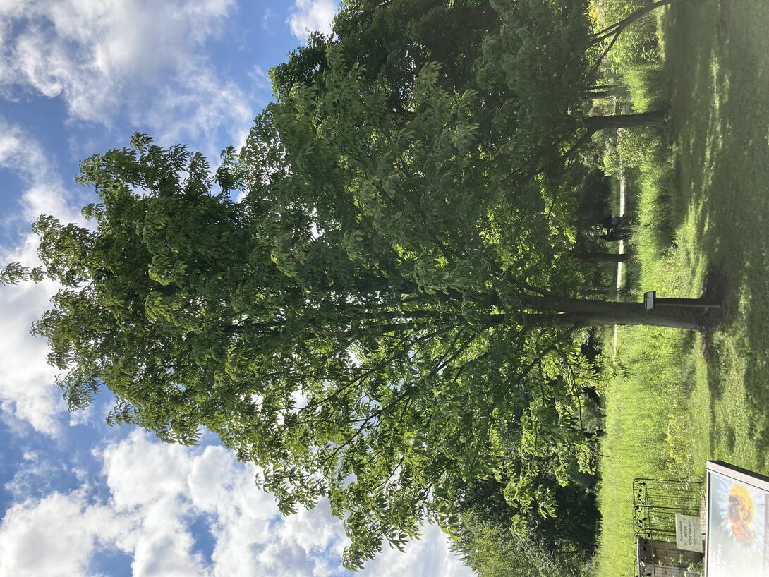 Yellow Buckeye | CMP Tree Selection Tool